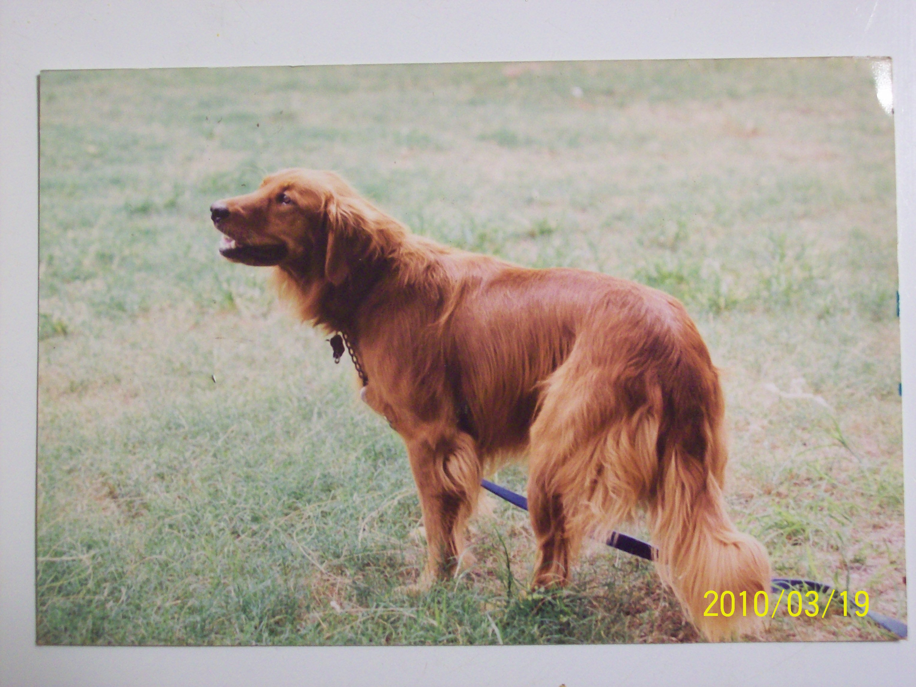 Ginger - A Golden Retriever given to us by John Cooper